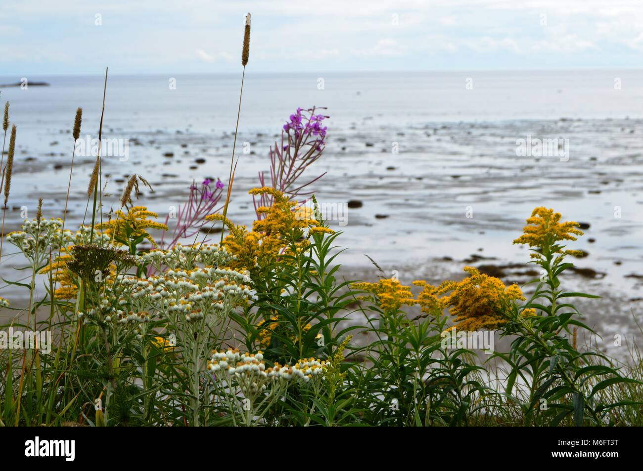 Seaside goldenrod hi-res stock photography and images - Alamy