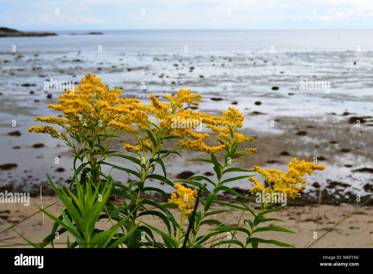 Seaside goldenrod hi-res stock photography and images - Alamy