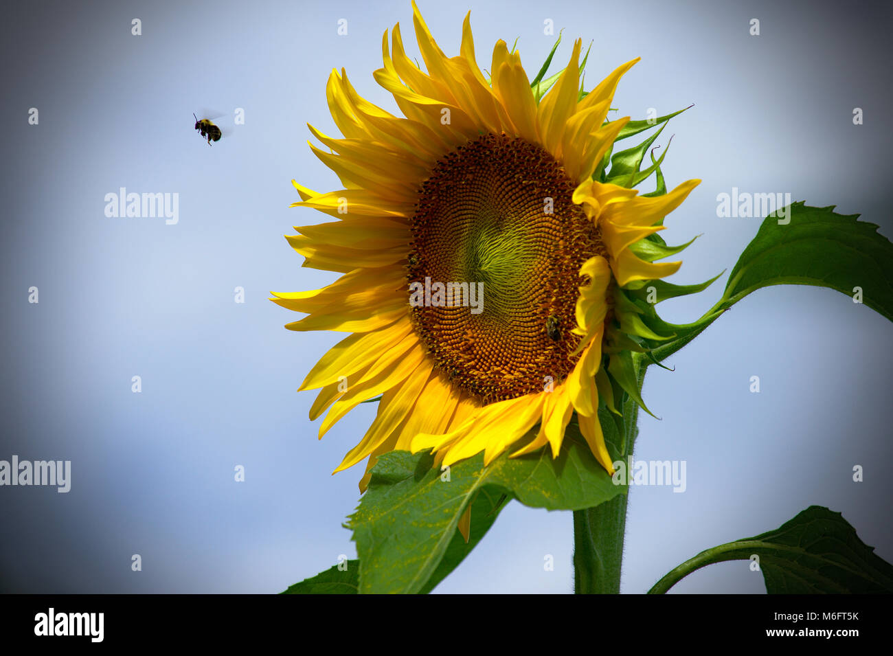 Closeup of Sunflower with bees Stock Photo - Alamy