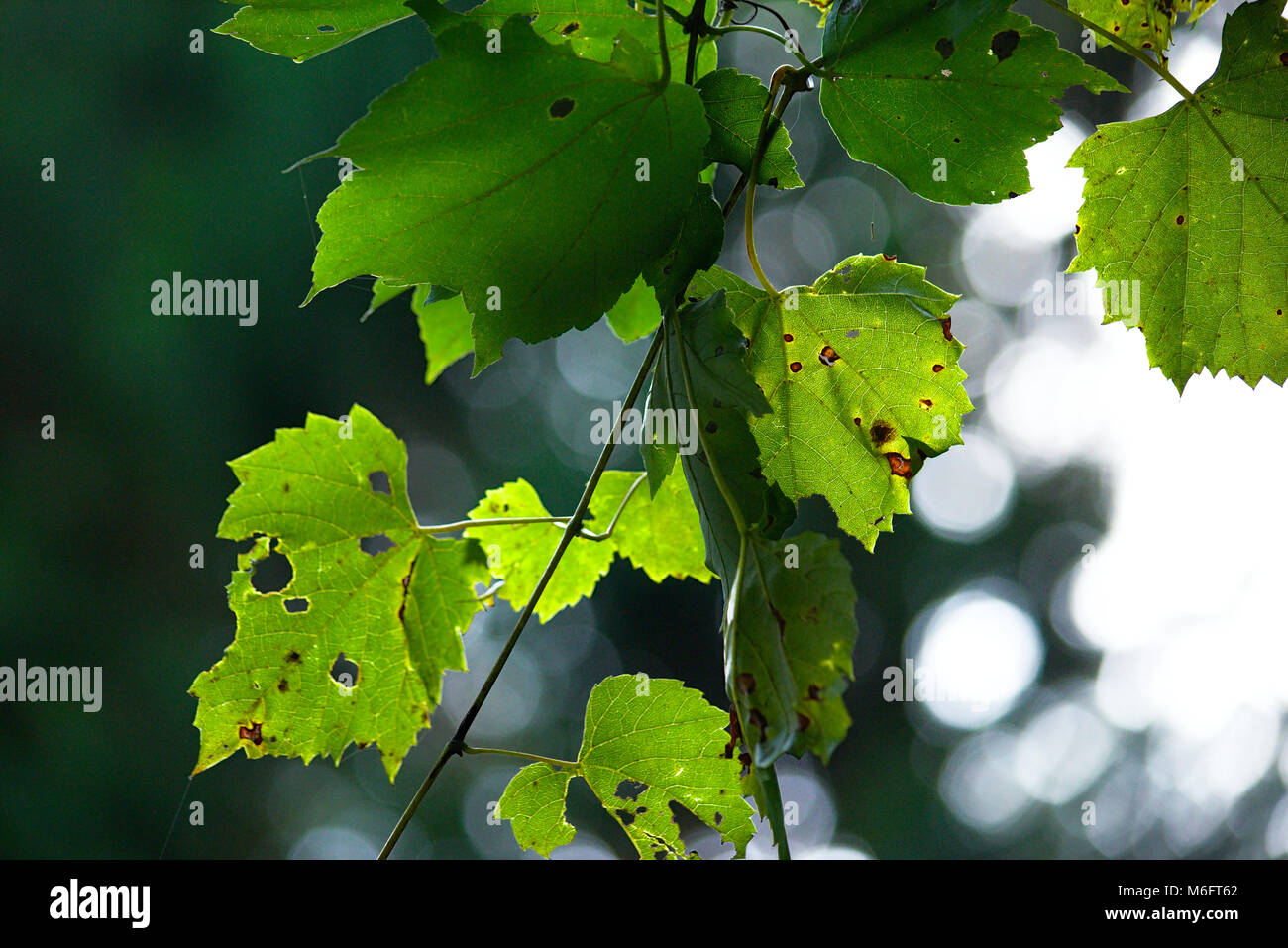 Green wild grape leaves touched by the sun Stock Photo - Alamy