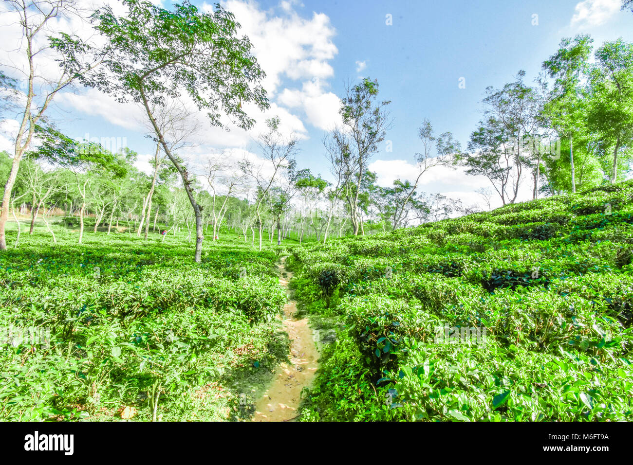 The great tea garden in Bangladesh Stock Photo - Alamy