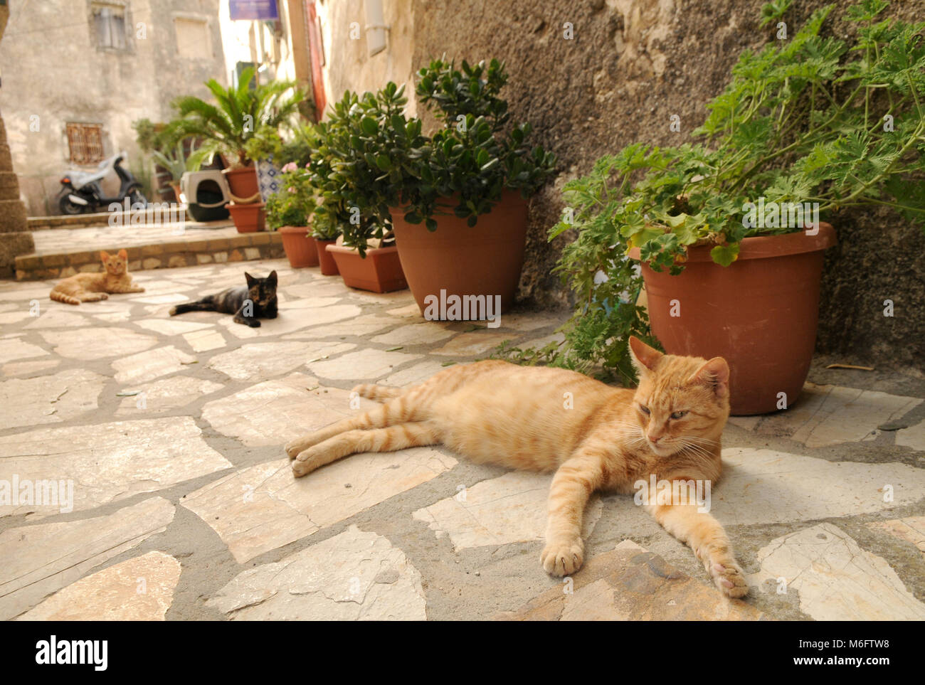 Three cats living in the streets of greek city Corfu Stock Photo - Alamy
