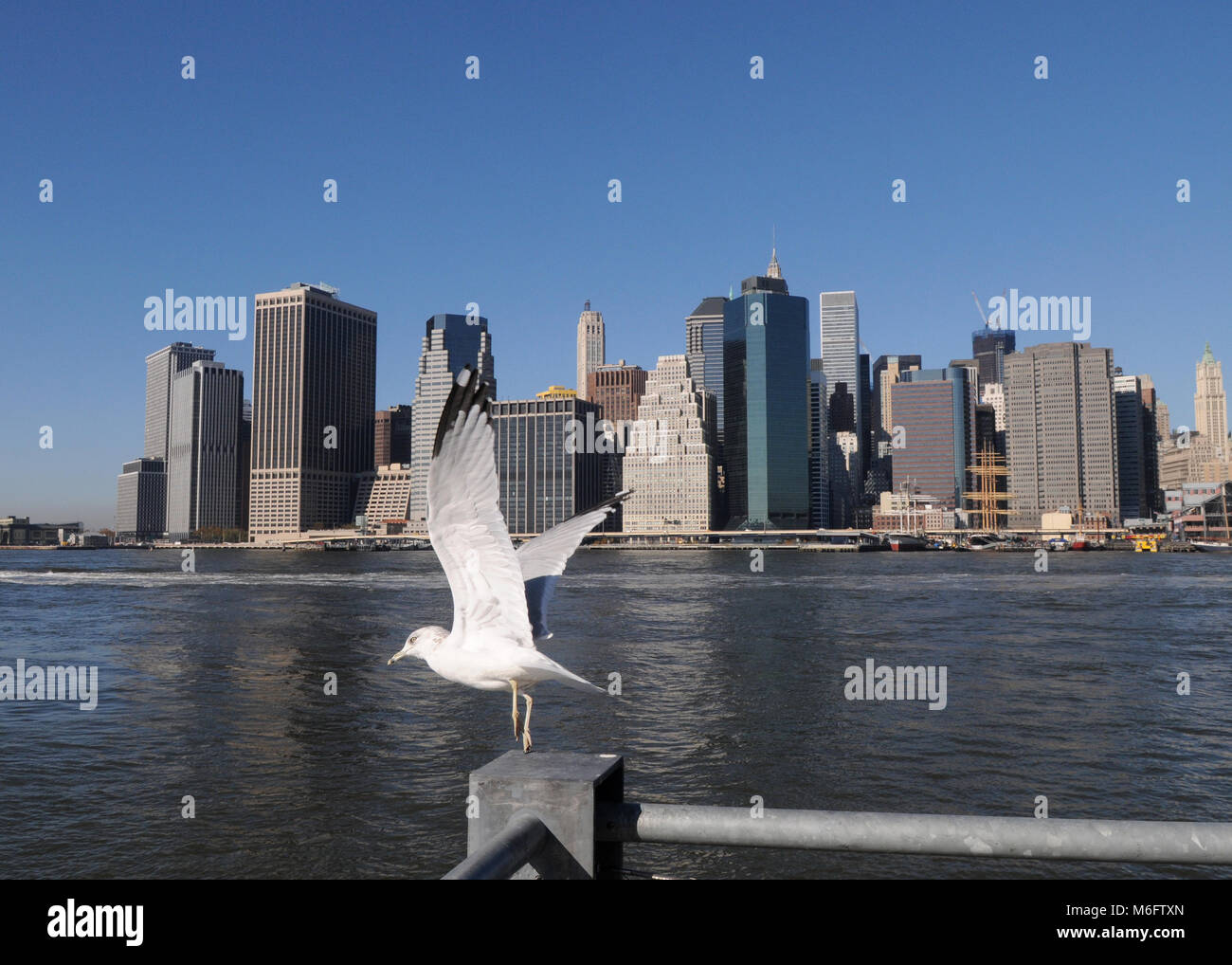Brooklyn Bridge Park, bird, New York Stock Photo - Alamy
