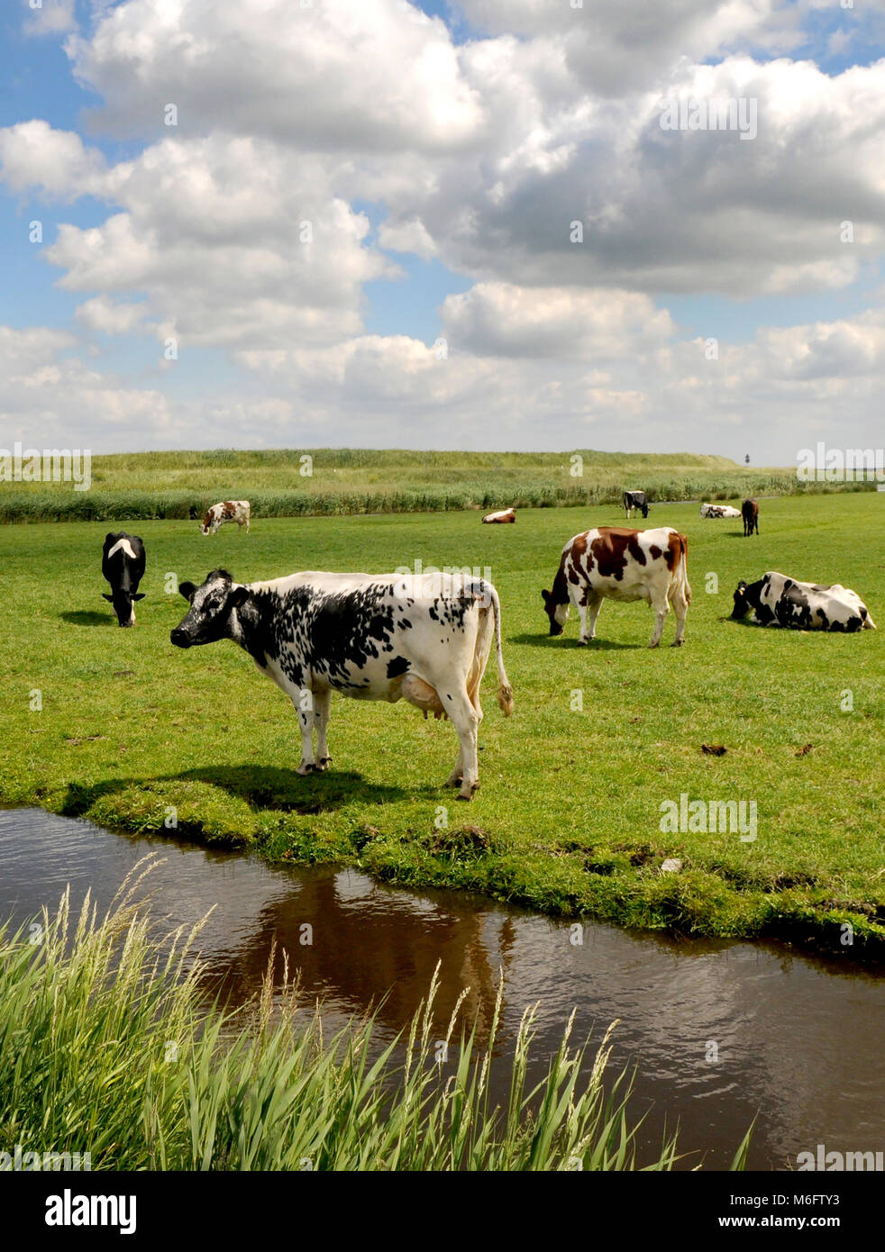 Dutch cows on the pasture, meadow, Netherlands Stock Photo - Alamy
