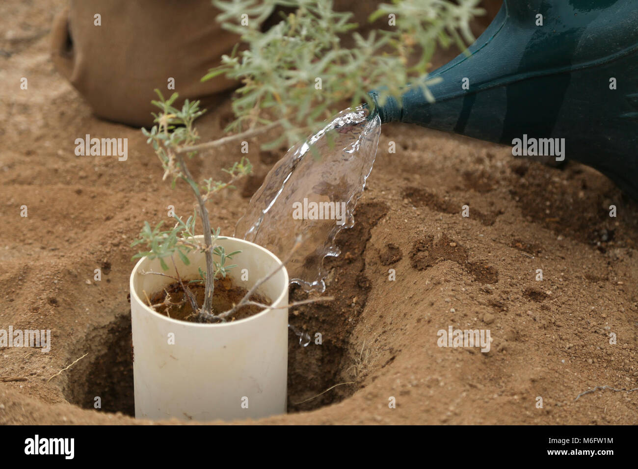 A young plant is watered Stock Photo - Alamy