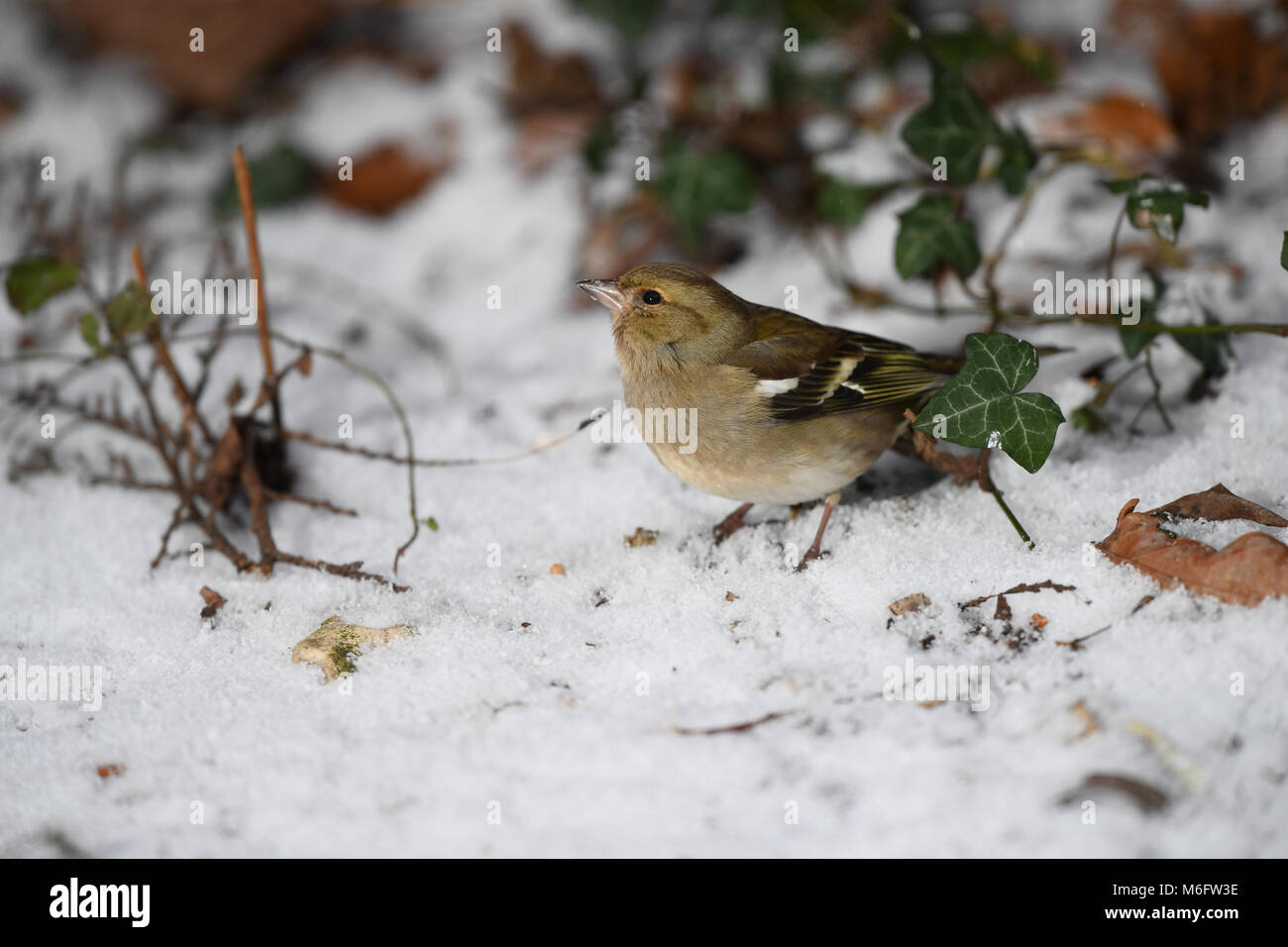 Lone chaffinch hi-res stock photography and images - Alamy