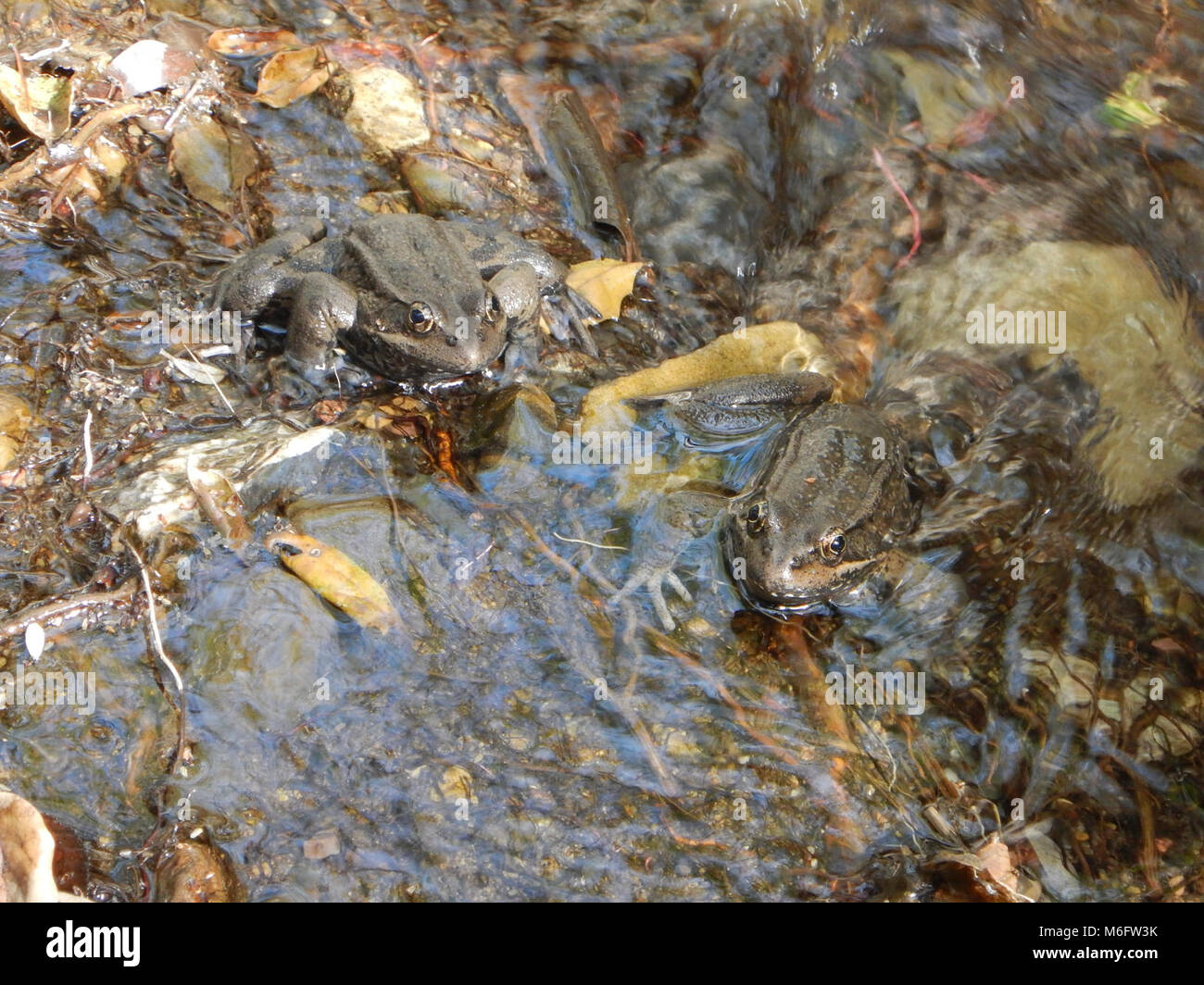 Adult CA Red-Legged Frogs. These California-red-legged frogs were ...
