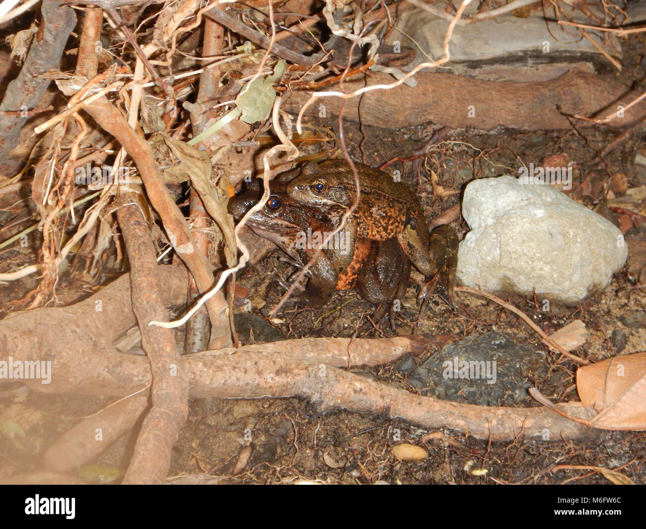 Amplexus. California red-legged frogs in amplexus, a mating behavior in ...