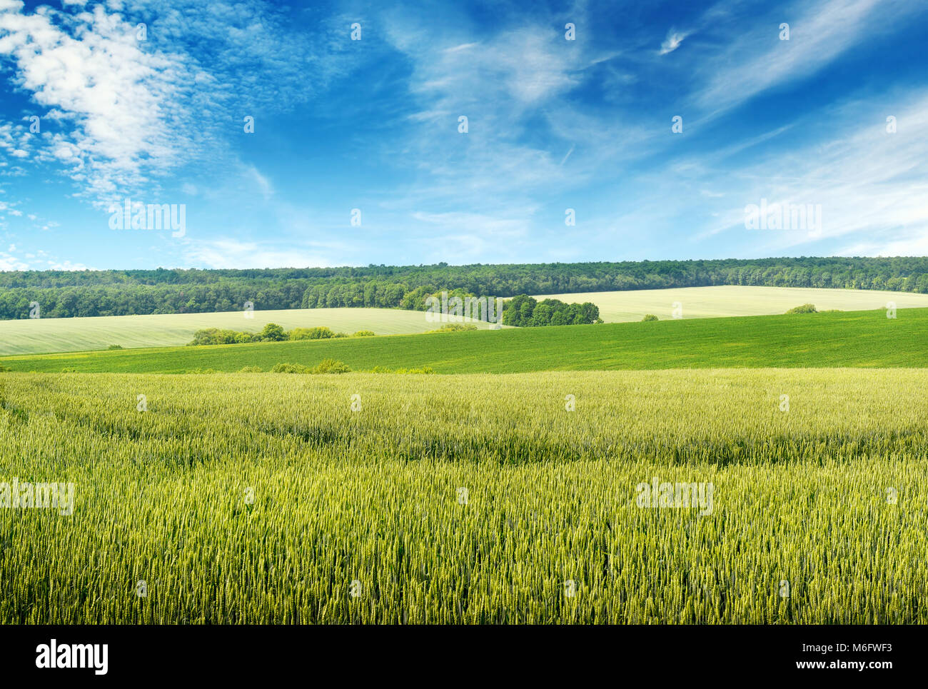 Beautiful blue sky over summer wheat field Stock Photo - Alamy
