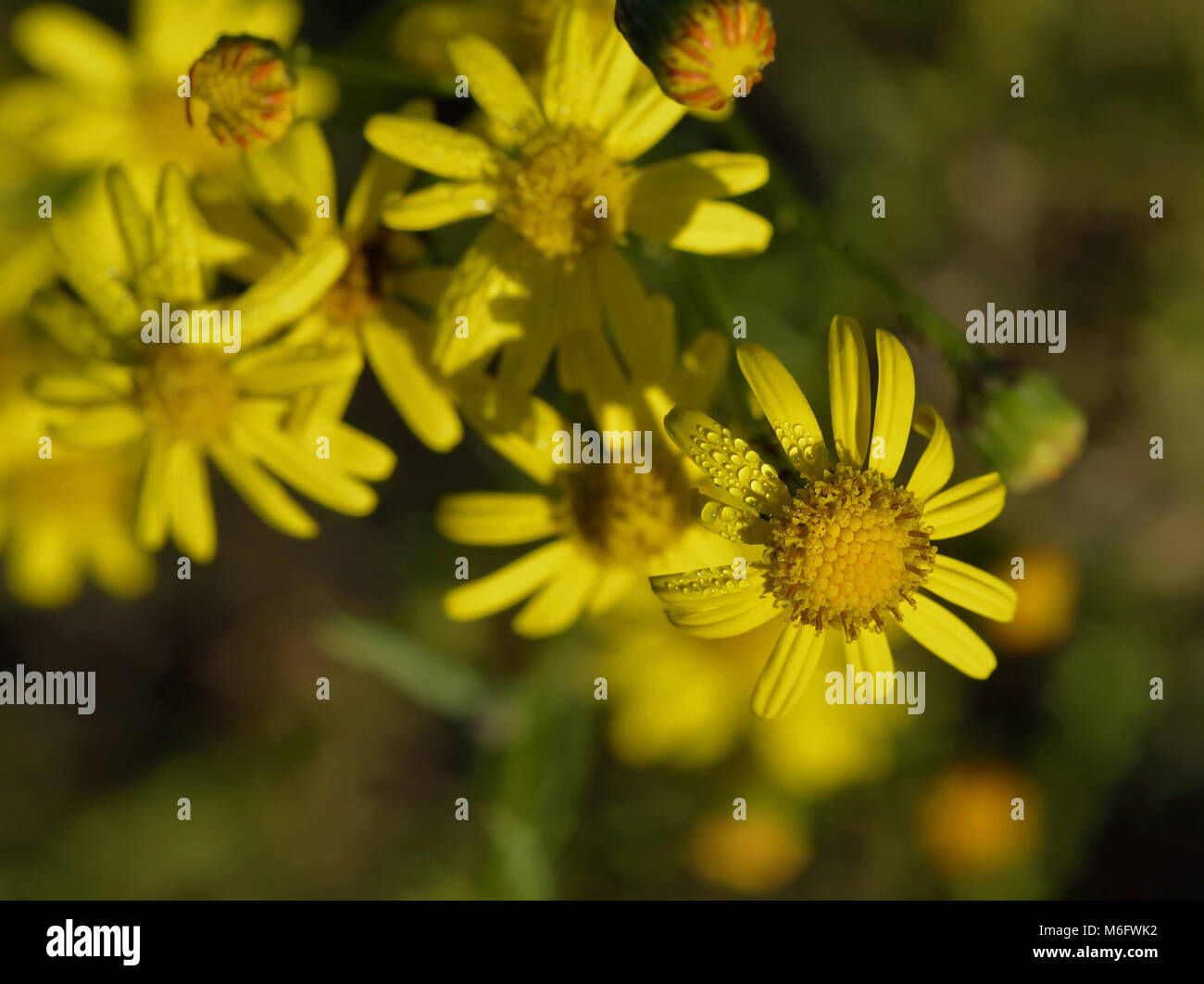 jacobaea vulgaris, yellow, macro Stock Photo - Alamy