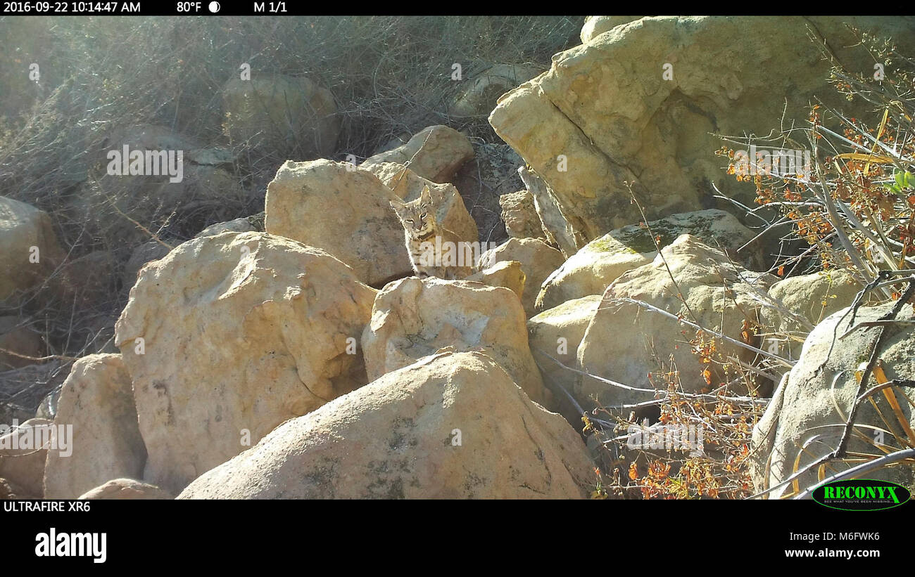 B-332. Bobcat 332 was an approximately 3-year-old male that we had been ...