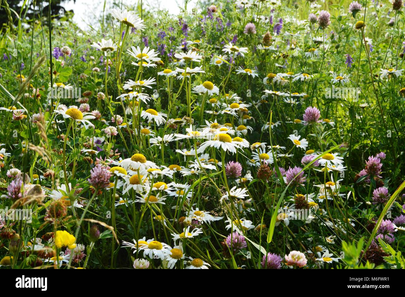 wild flower meadow, calendar-motive Stock Photo - Alamy