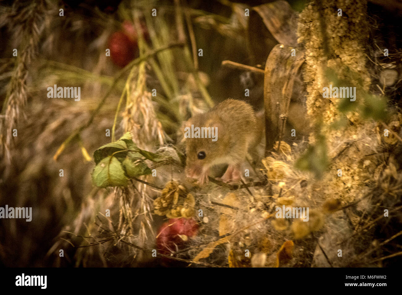 Field mouse nest hi-res stock photography and images - Alamy