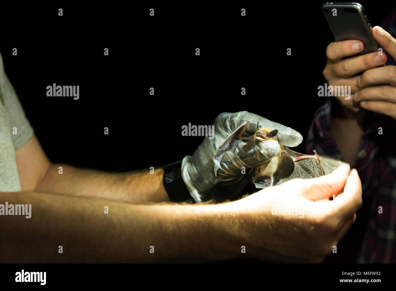 Bat preserve hi-res stock photography and images - Alamy