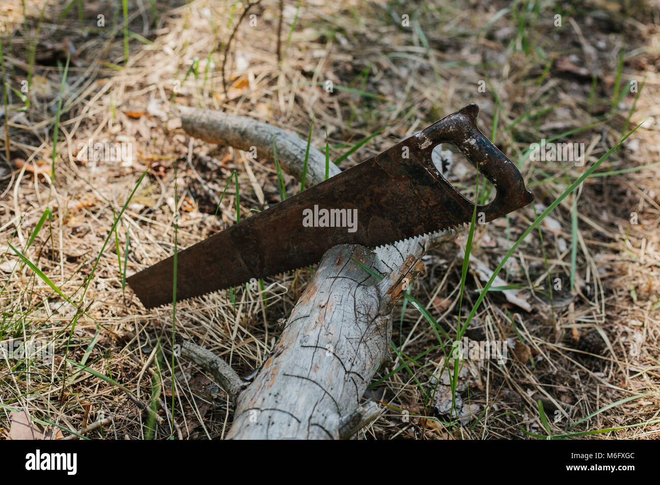 Saw and tree in the forest. Extraction of firewood for a fire. Journey ...