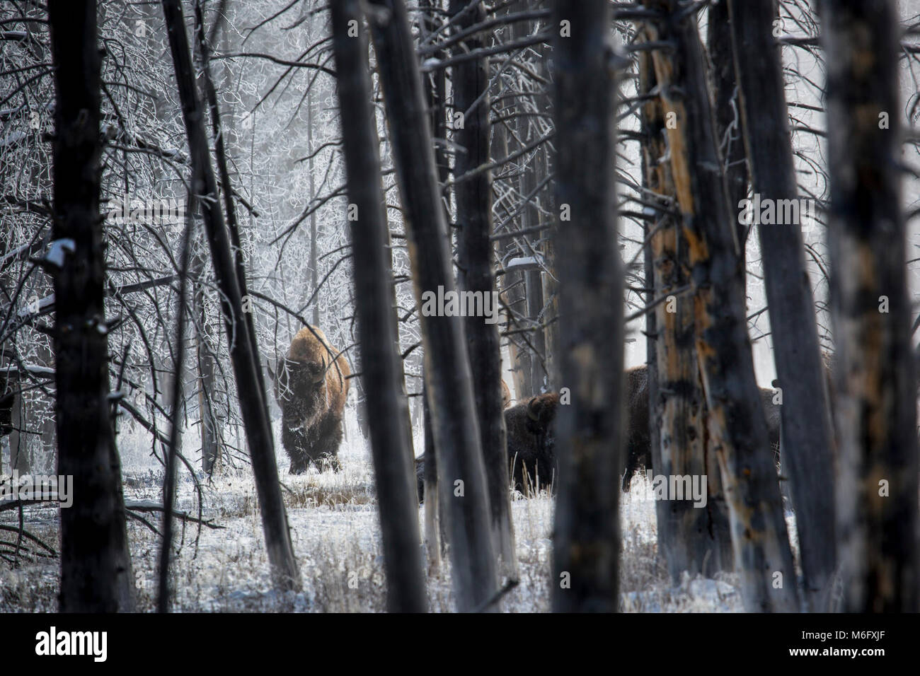 Bison & trees, Lower Geyser Basin Stock Photo - Alamy