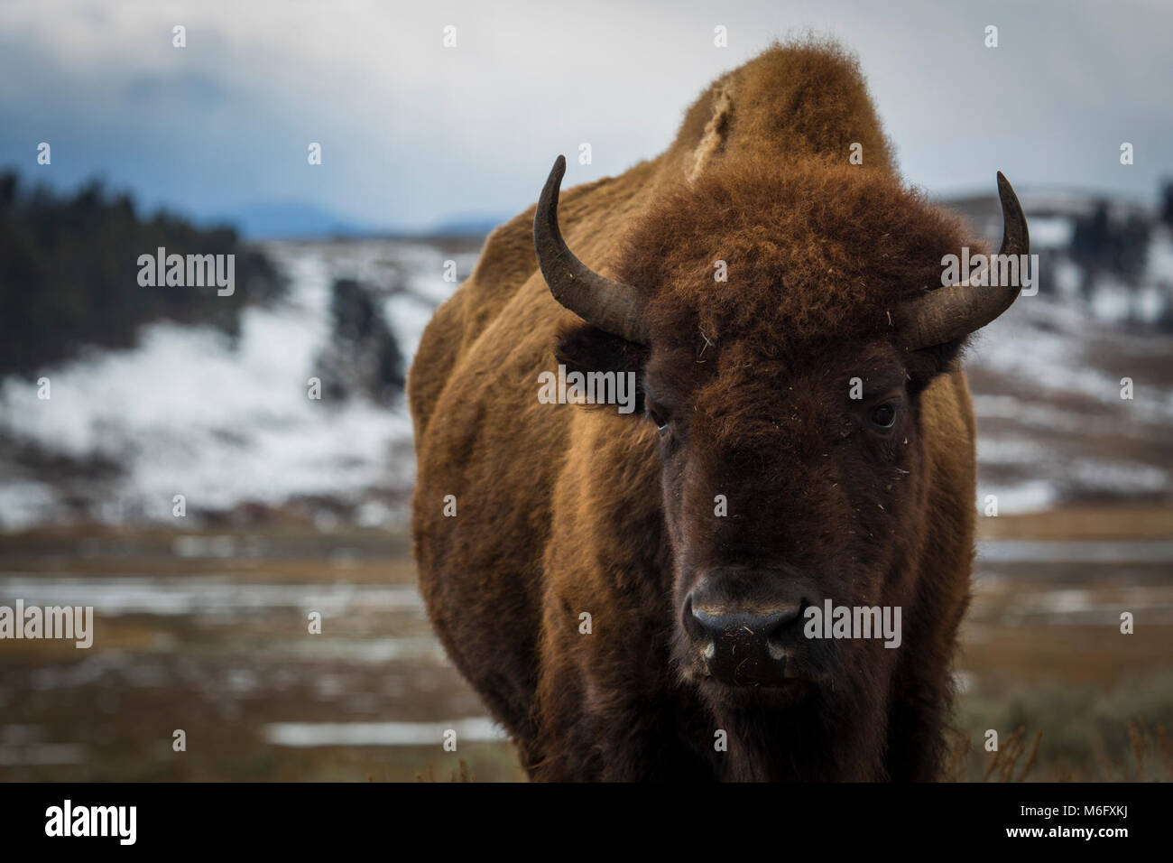 Bison Gothic Stock Photo - Alamy