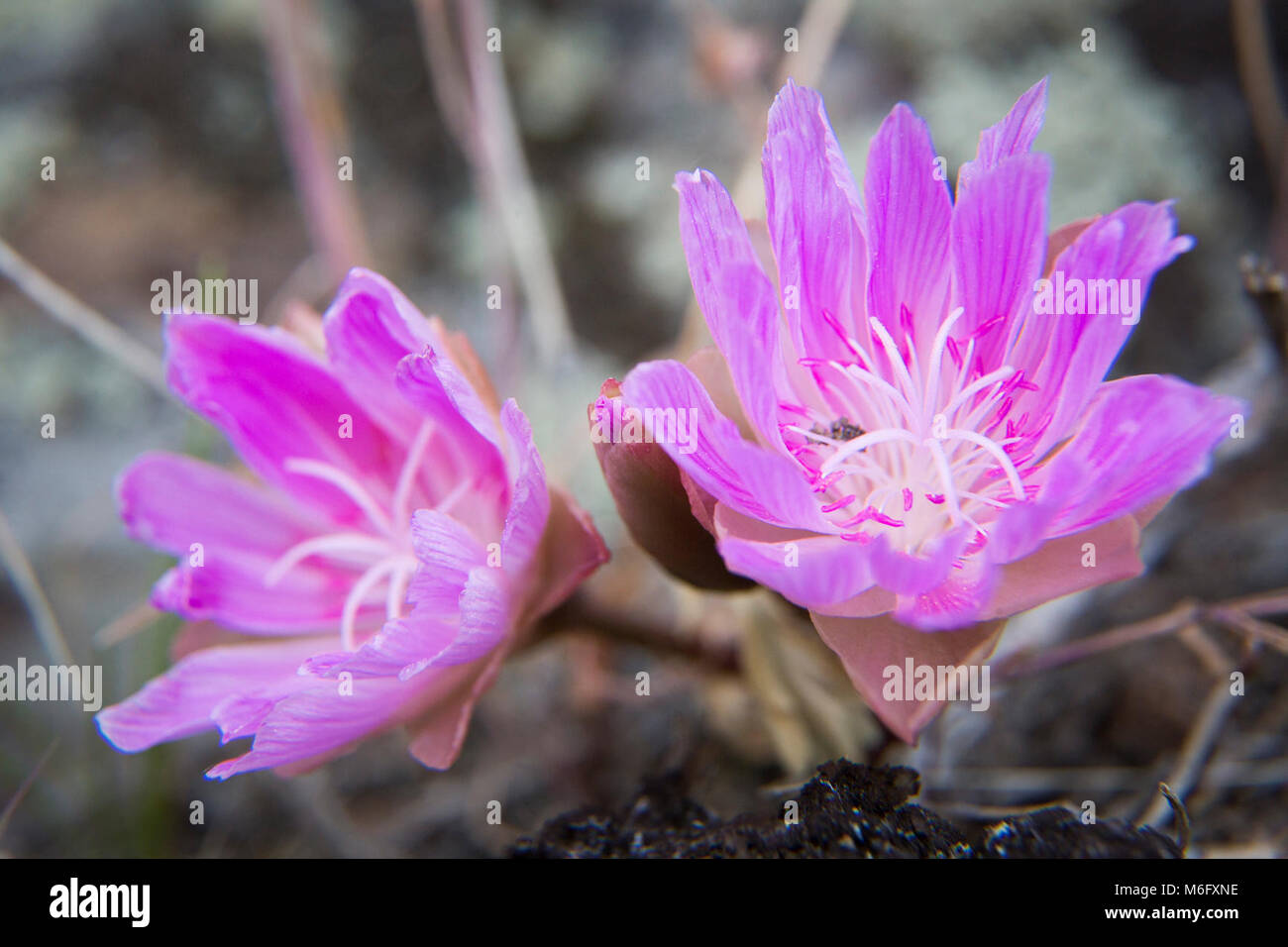 Lewisia rediviva hi-res stock photography and images - Alamy