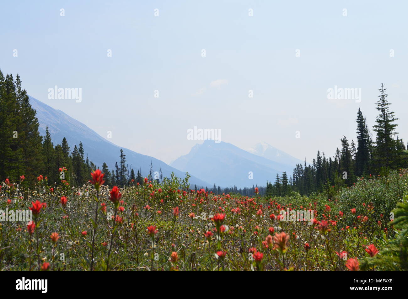 Wildflower-meadow in jasper np, canada Stock Photo - Alamy