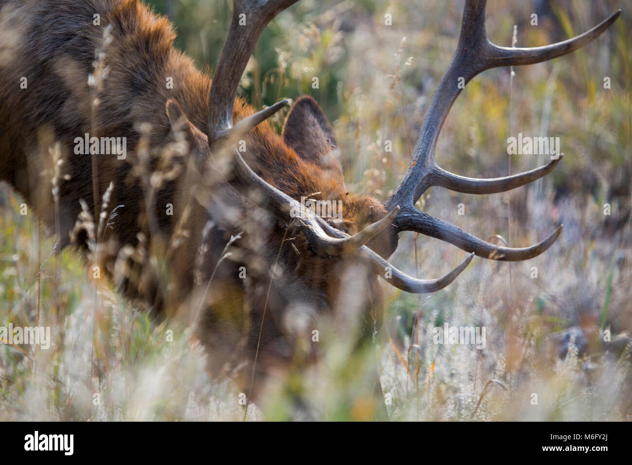 Bull elk, Mammoth Hot Springs Stock Photo - Alamy