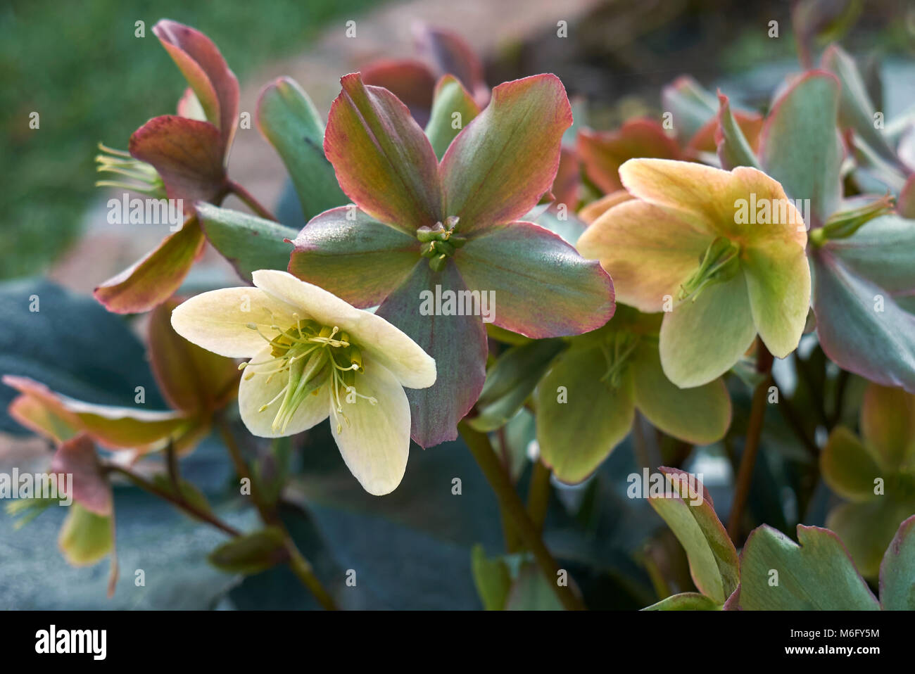 Helleborus cultivar hi-res stock photography and images - Alamy