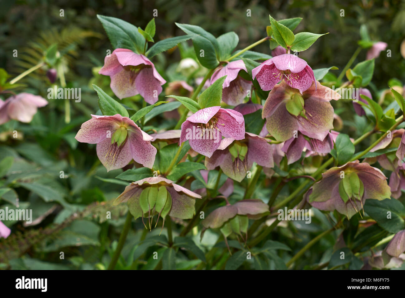 Helleborus cultivar hi-res stock photography and images - Alamy