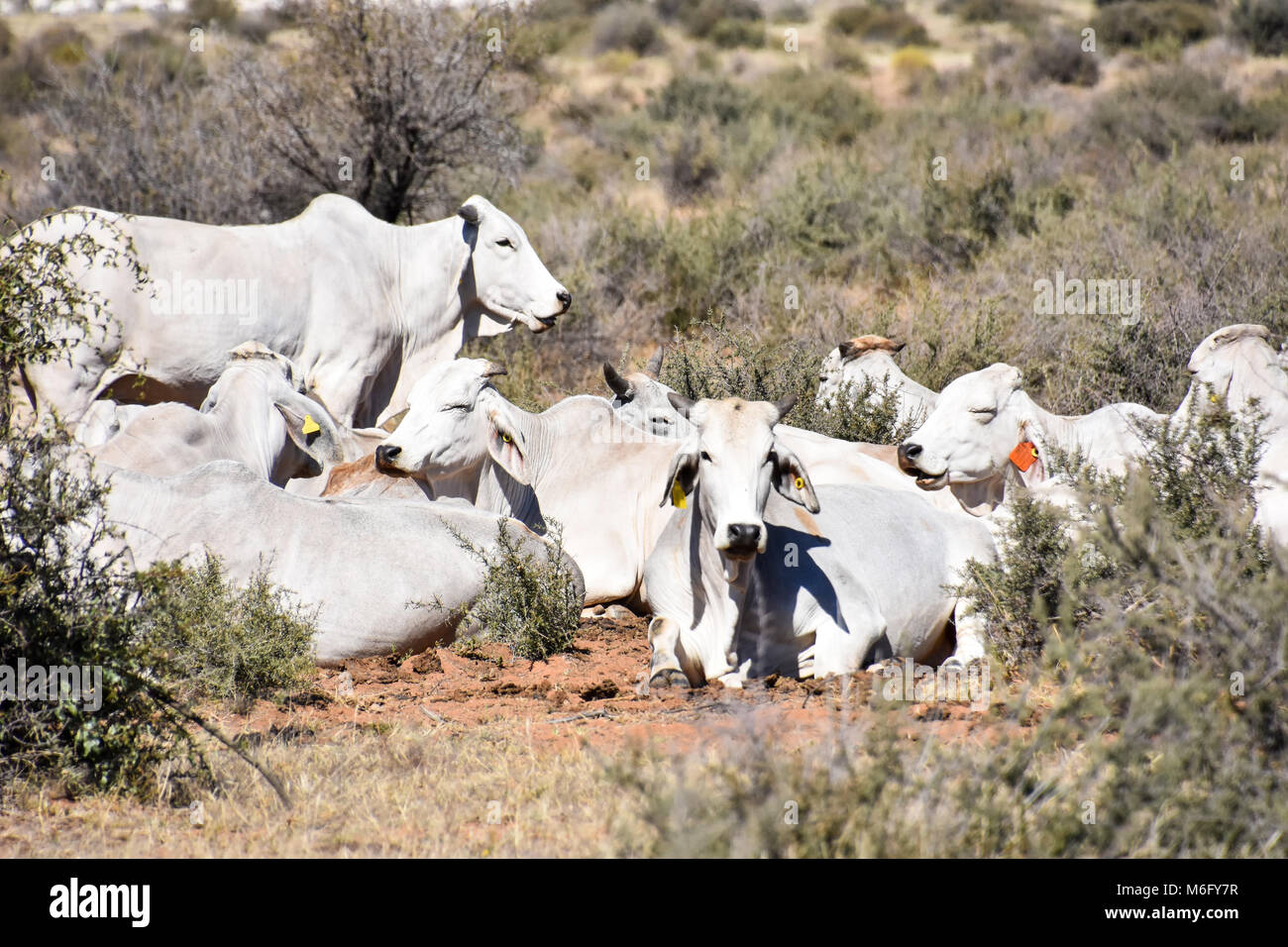 Cows in the desert of Namibia Southern Africa Stock Photo - Alamy
