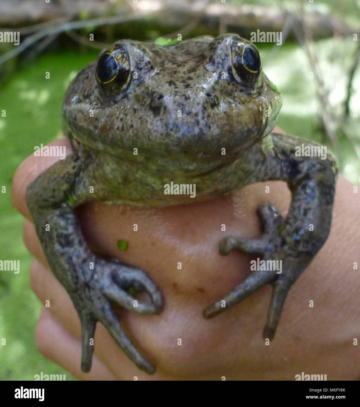 California red-legged frog. The California red-legged frog (Rana ...