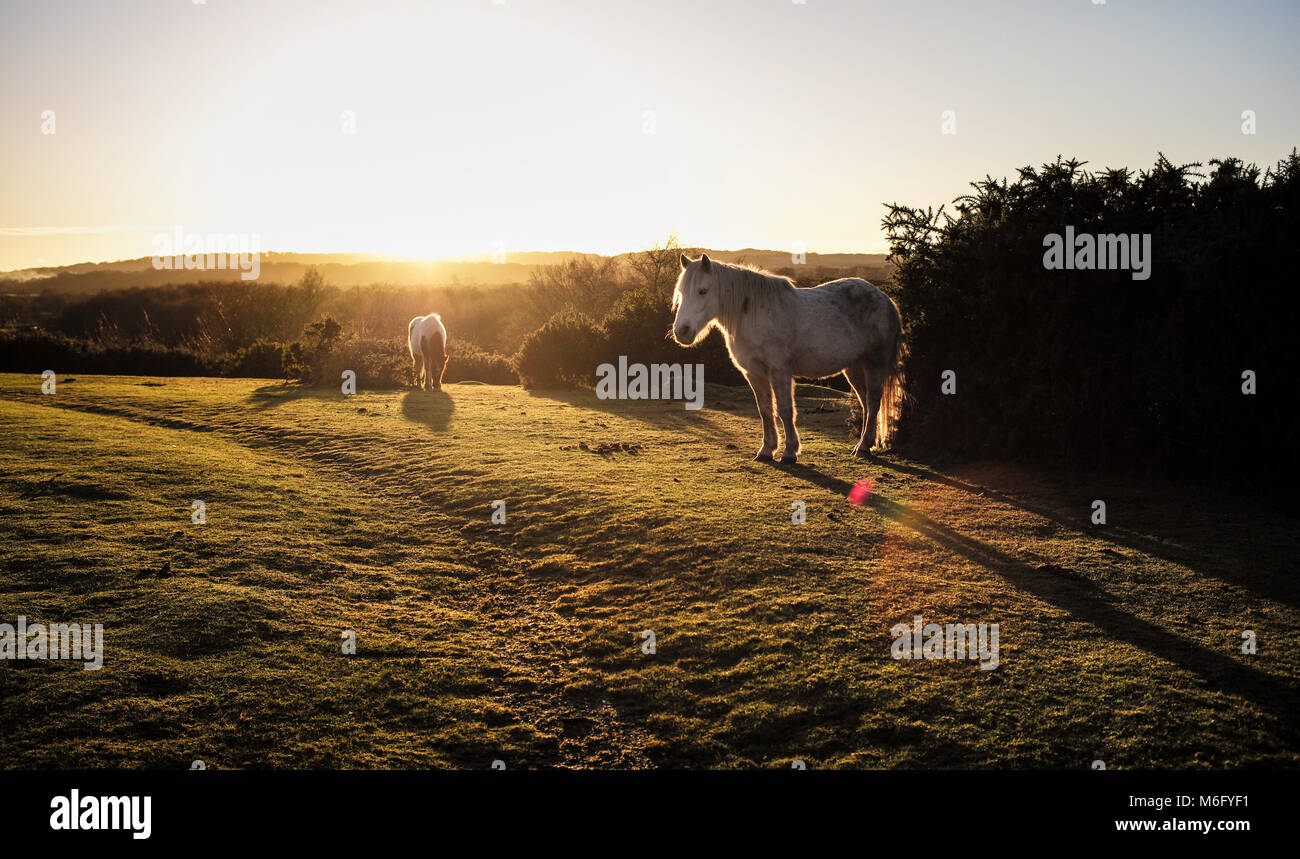 Atmospheric new forest hi-res stock photography and images - Alamy