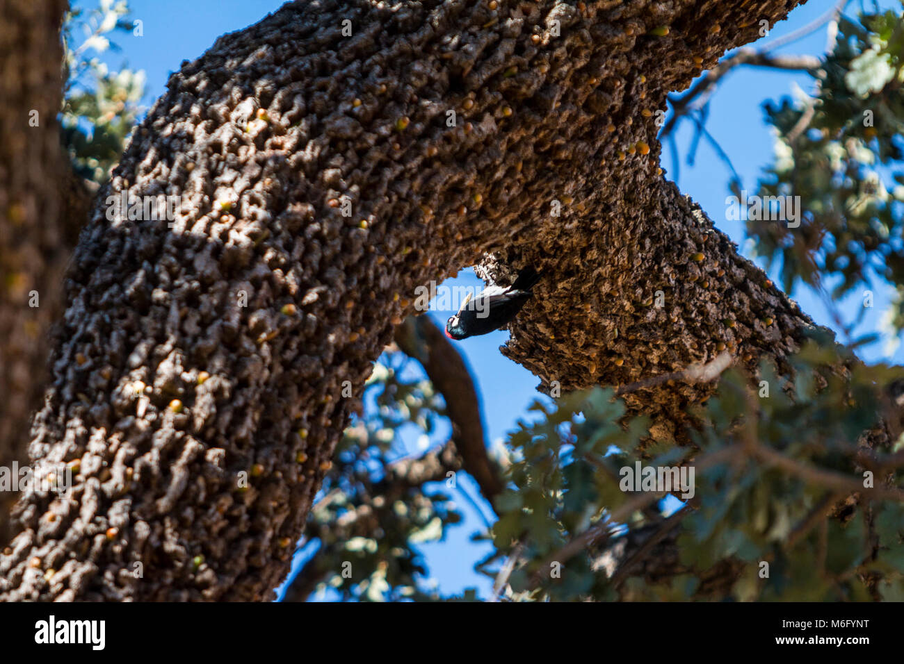 Cheeseboro canyon hi-res stock photography and images - Alamy