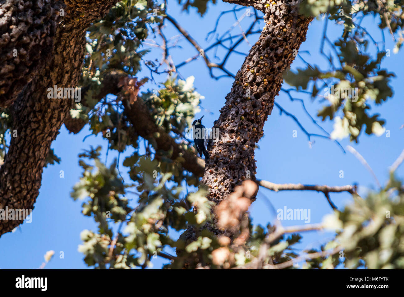 Cheeseboro hi-res stock photography and images - Alamy