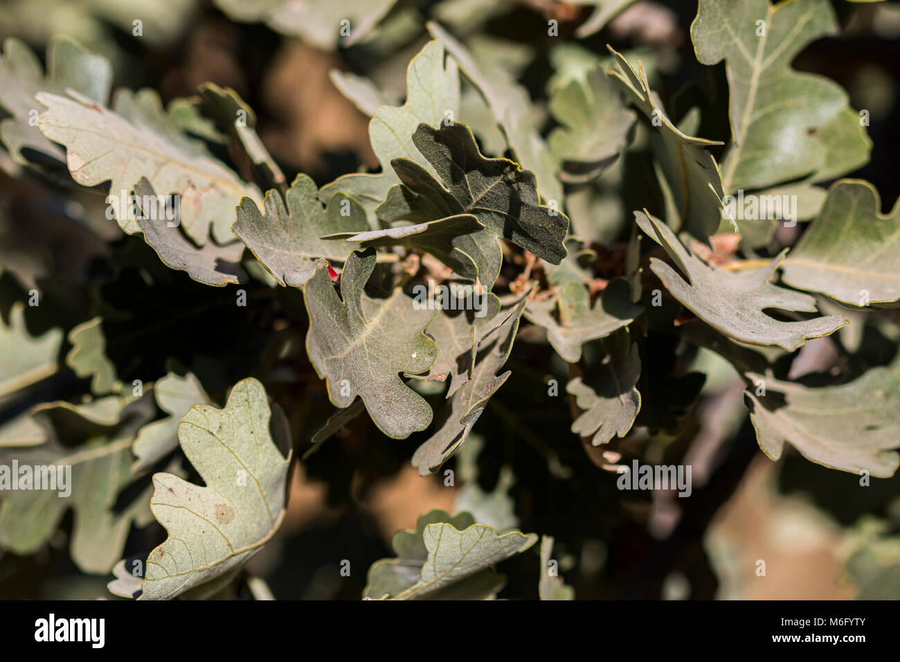 Cheeseboro hi-res stock photography and images - Alamy