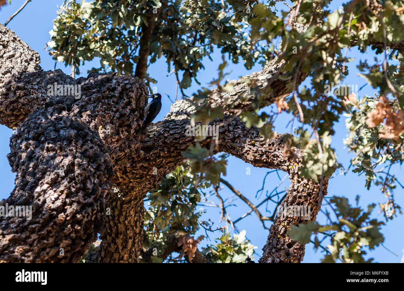 Cheeseboro canyon hi-res stock photography and images - Alamy