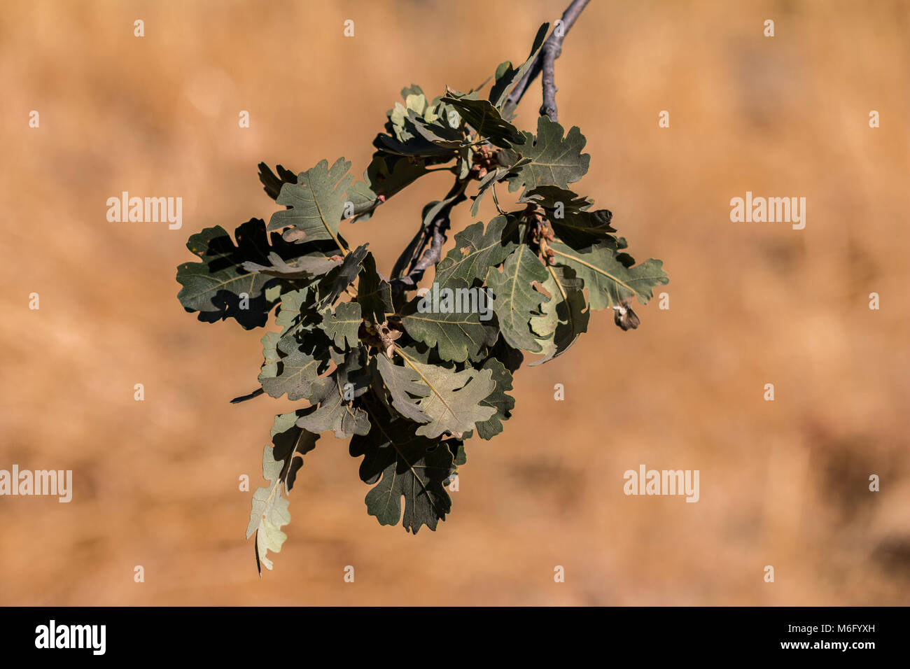 Cheeseboro canyon hi-res stock photography and images - Alamy