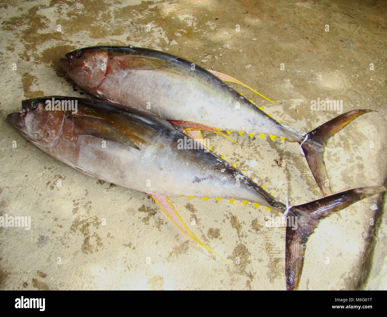 Yellowin tuna hi-res stock photography and images - Alamy
