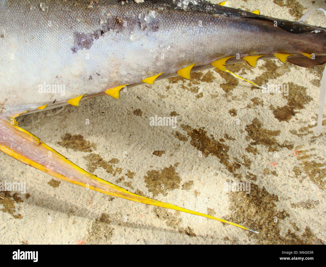Yellowfin tuna Thunnus albacares freshly landed by the artisanal ...