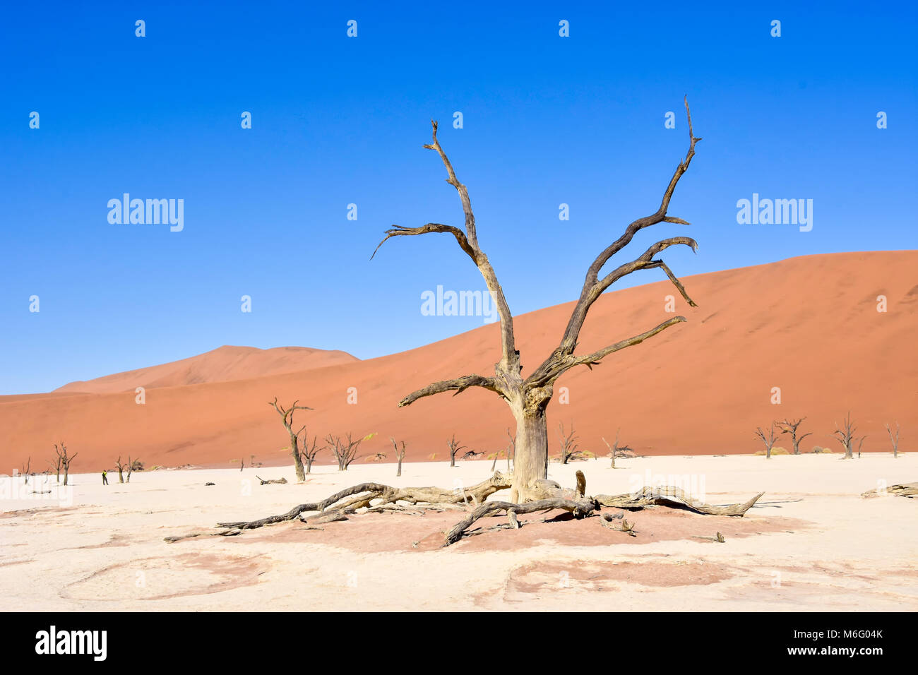 Dead tree in the dead or dry lake near the famous sand dunes in the ...