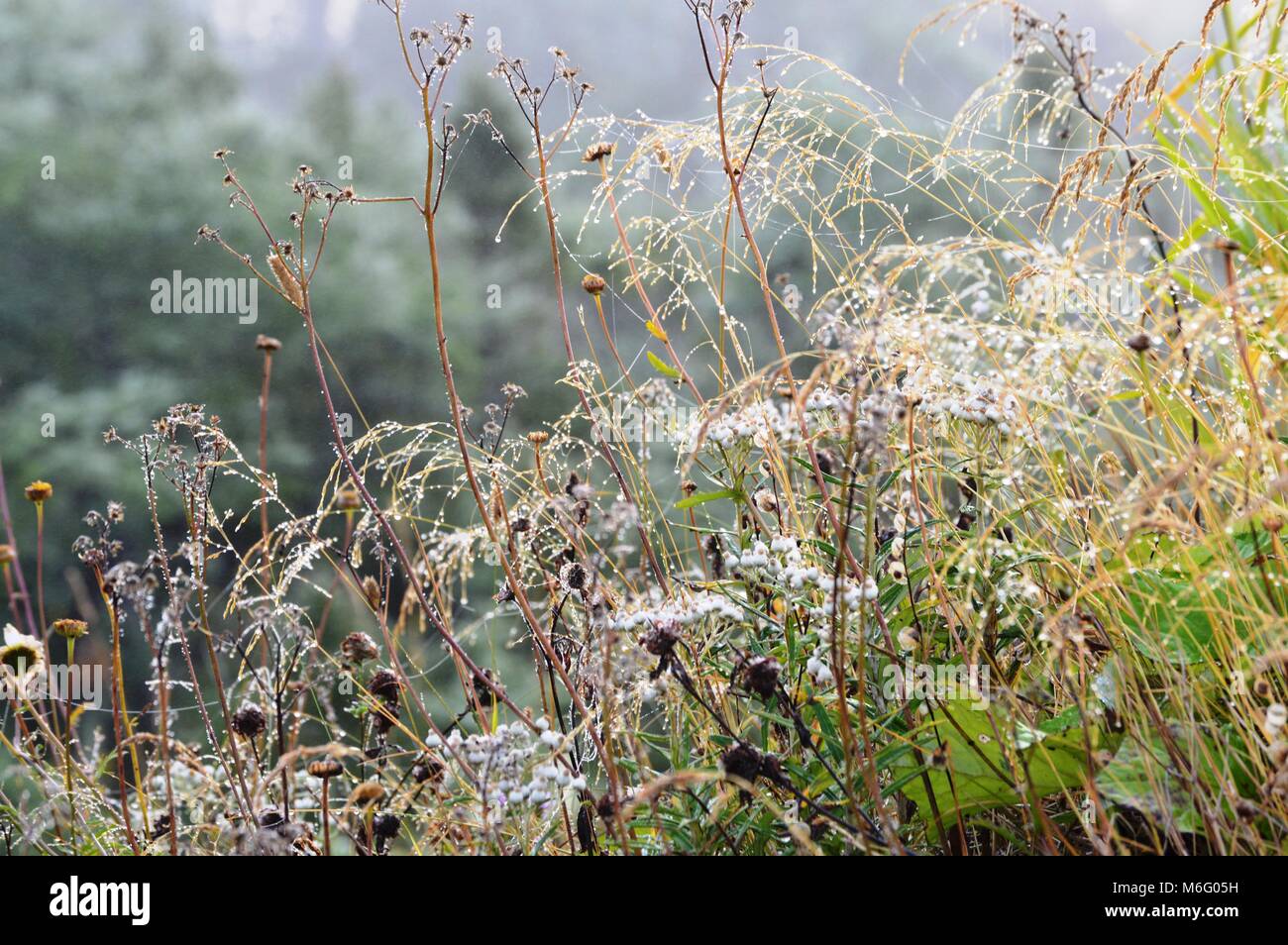 Autumn morning dew Stock Photo - Alamy