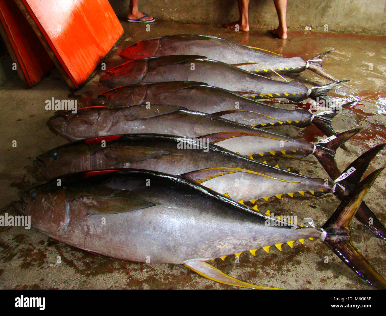 Yellowfin tuna Thunnus albacares freshly landed by the artisanal ...