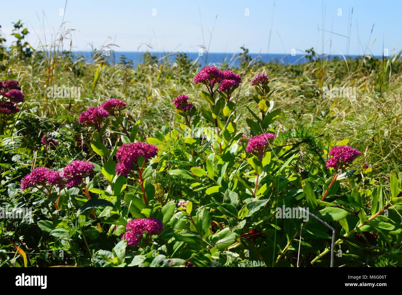 Ledum Groenlandicum High Resolution Stock Photography and Images - Alamy