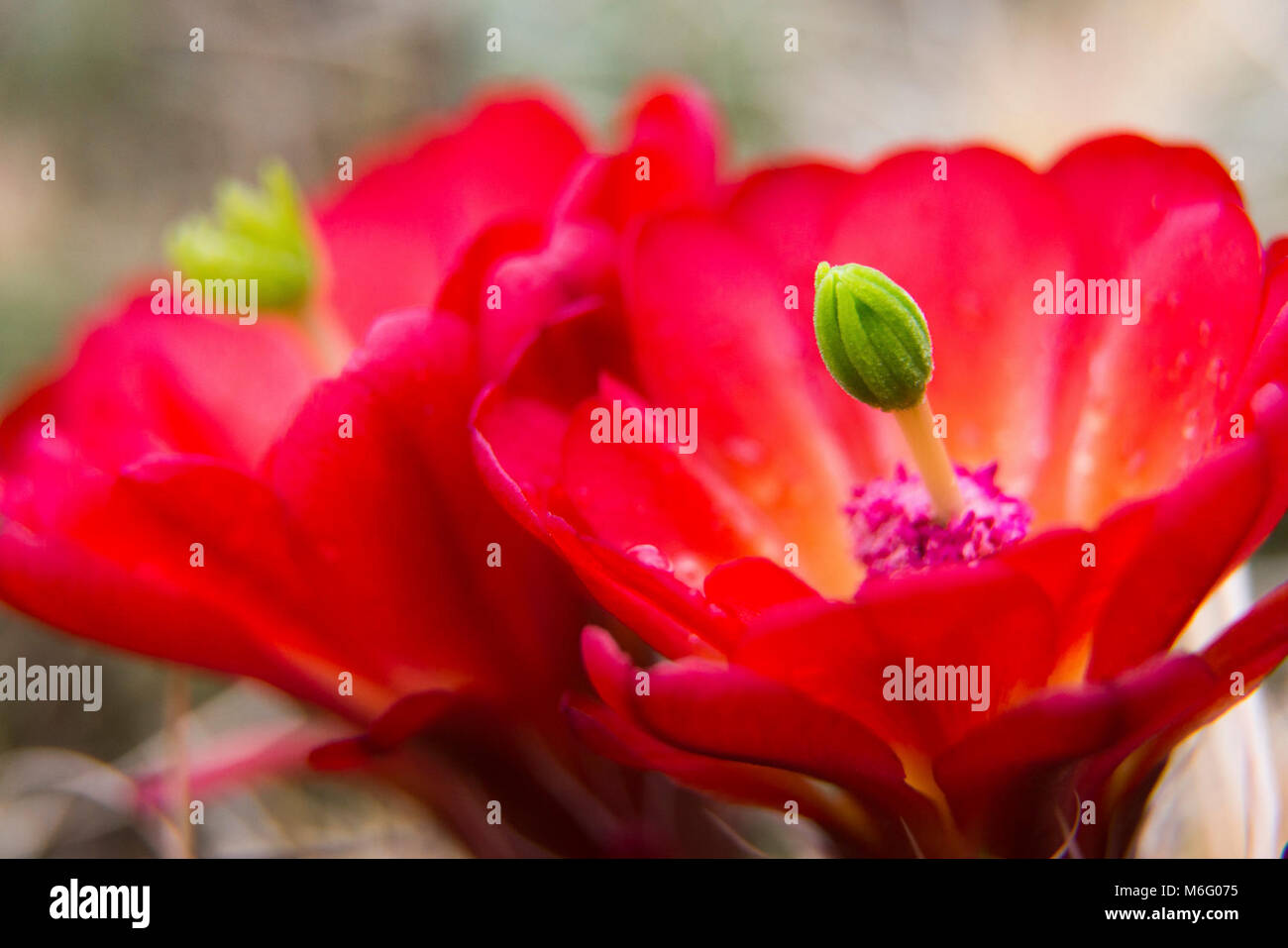 Claret Cup Stock Photo - Alamy