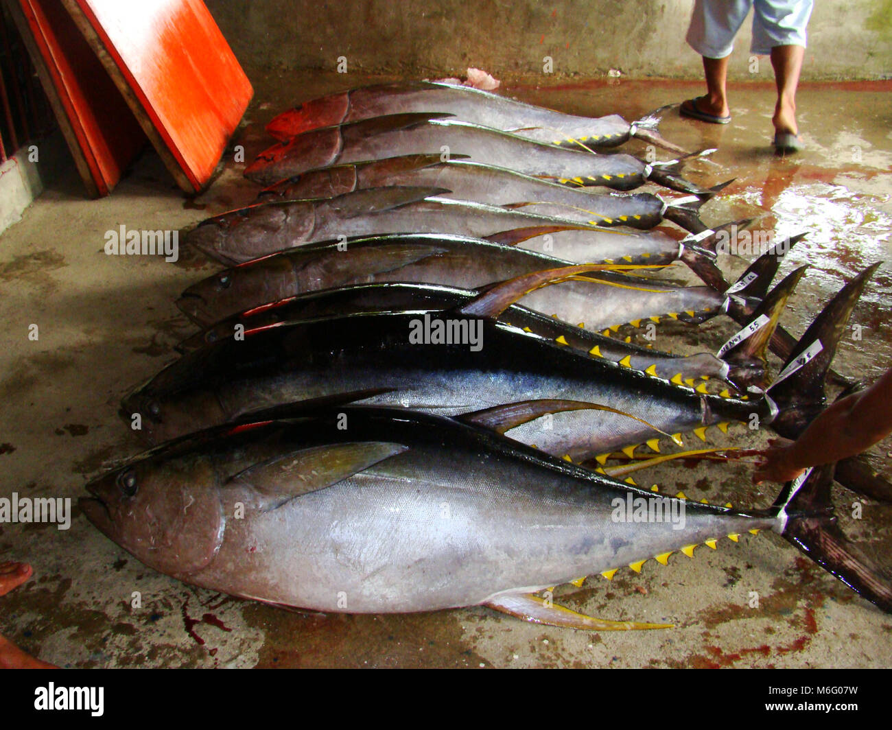 Artisanal tuna fisheries in the philippines hi-res stock photography ...
