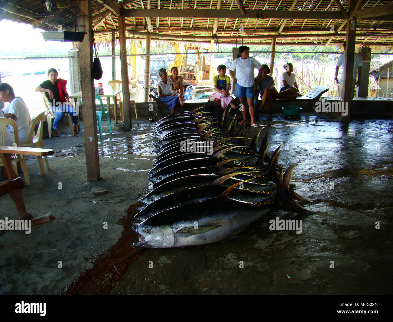 Yellowfin tuna Thunnus albacares freshly landed by the artisanal ...