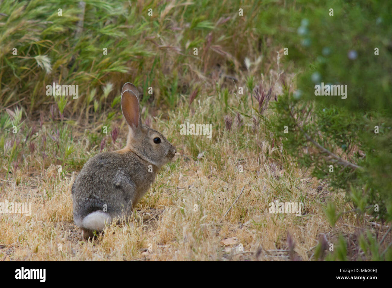 Cottontail Rabbit at Black Rock Stock Photo - Alamy