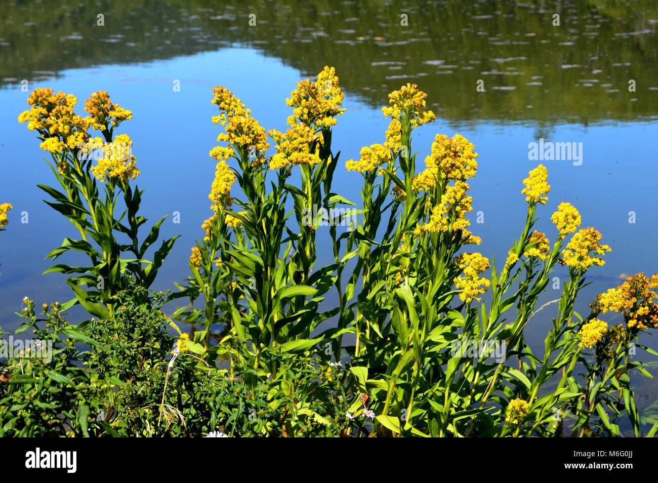 Seaside Goldenrod High Resolution Stock Photography and Images - Alamy