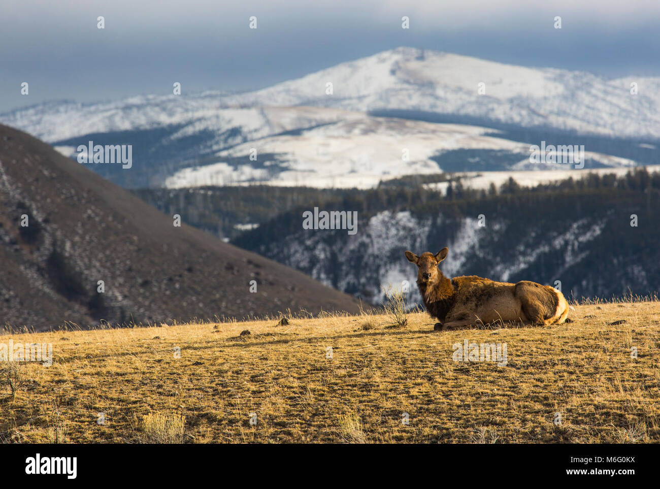 Cow elk, Mammoth Hot Springs Stock Photo - Alamy