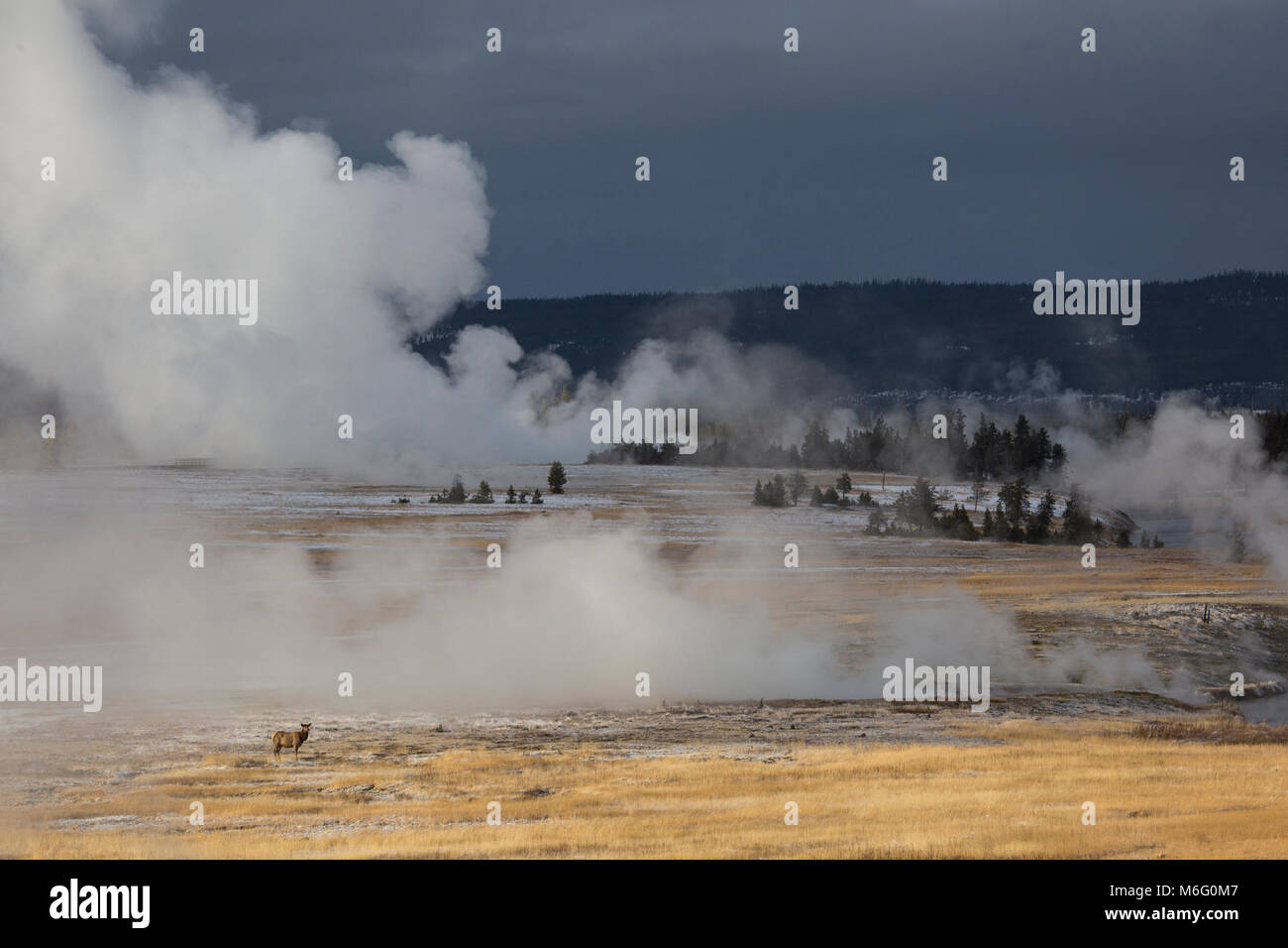 Cow elk, Midway Geyser Basin Stock Photo - Alamy