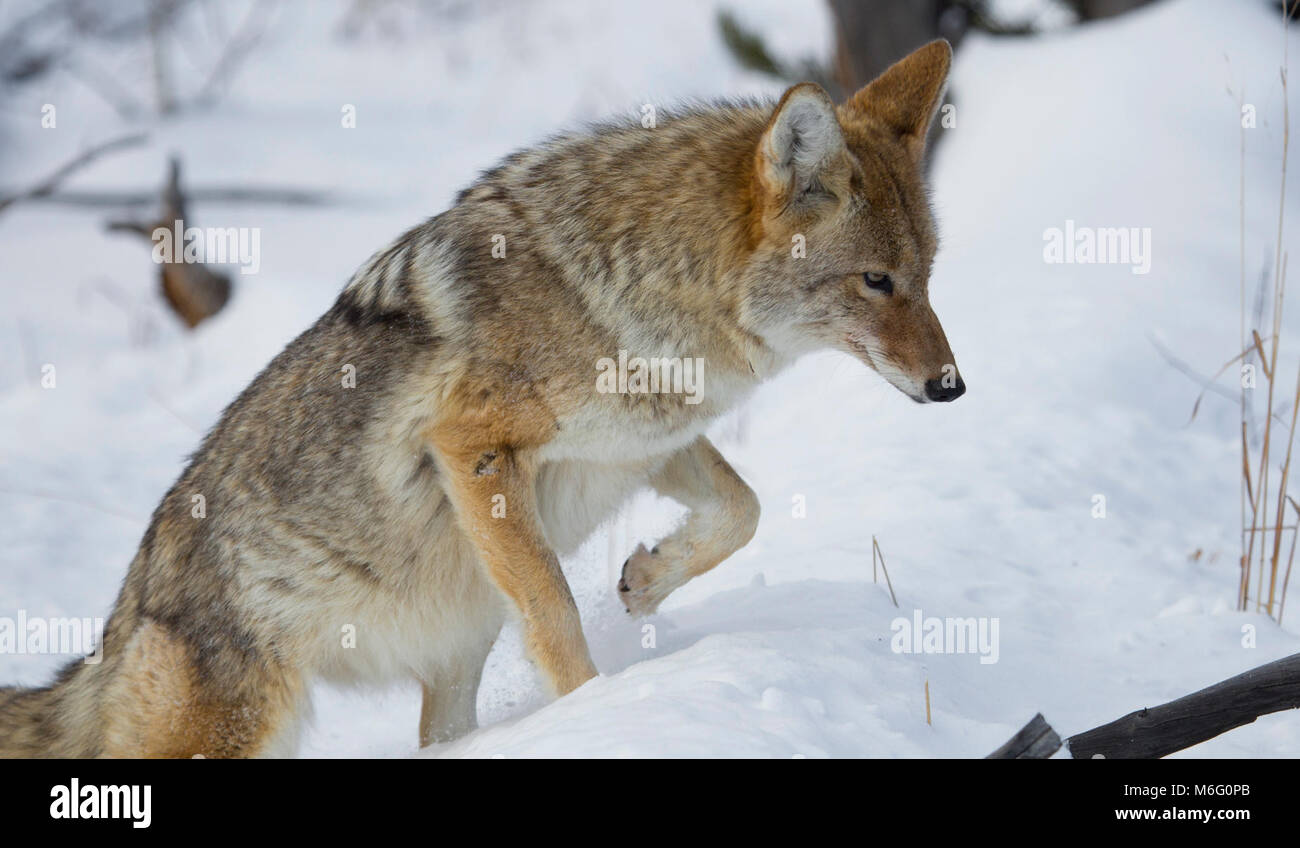 Coyote on the Move Stock Photo - Alamy