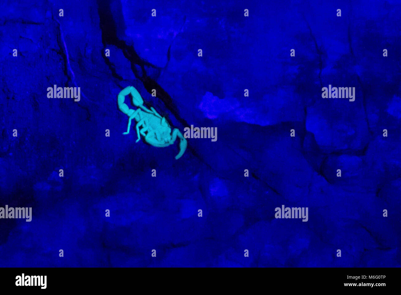 Creatures of the Night. A scorpion lights up under specific types of ...