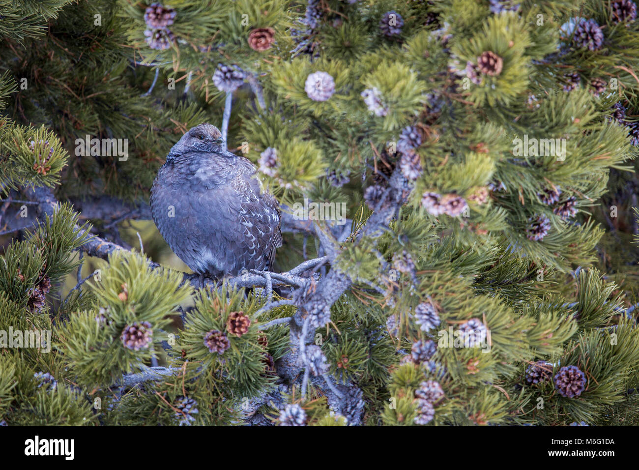 Yellowstone dusky grouse hi-res stock photography and images - Alamy